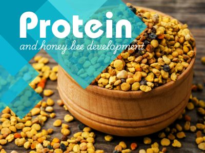 The role of protein in Honey Bee Development with pollen patties
