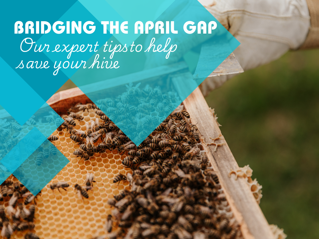 The April Gap: Why Your Bees Might Starve in a Green Field