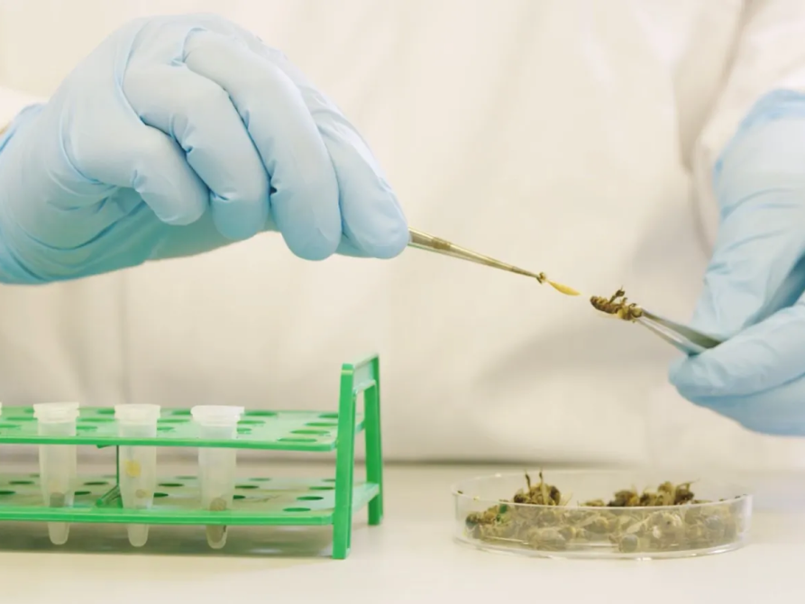 HiveAlive #1 feed supplement for honeybees worldwide