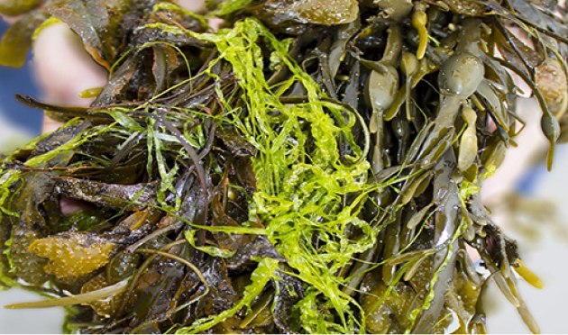 What Is In HiveAlive Liquid? | Irish Seaweed | Learn More